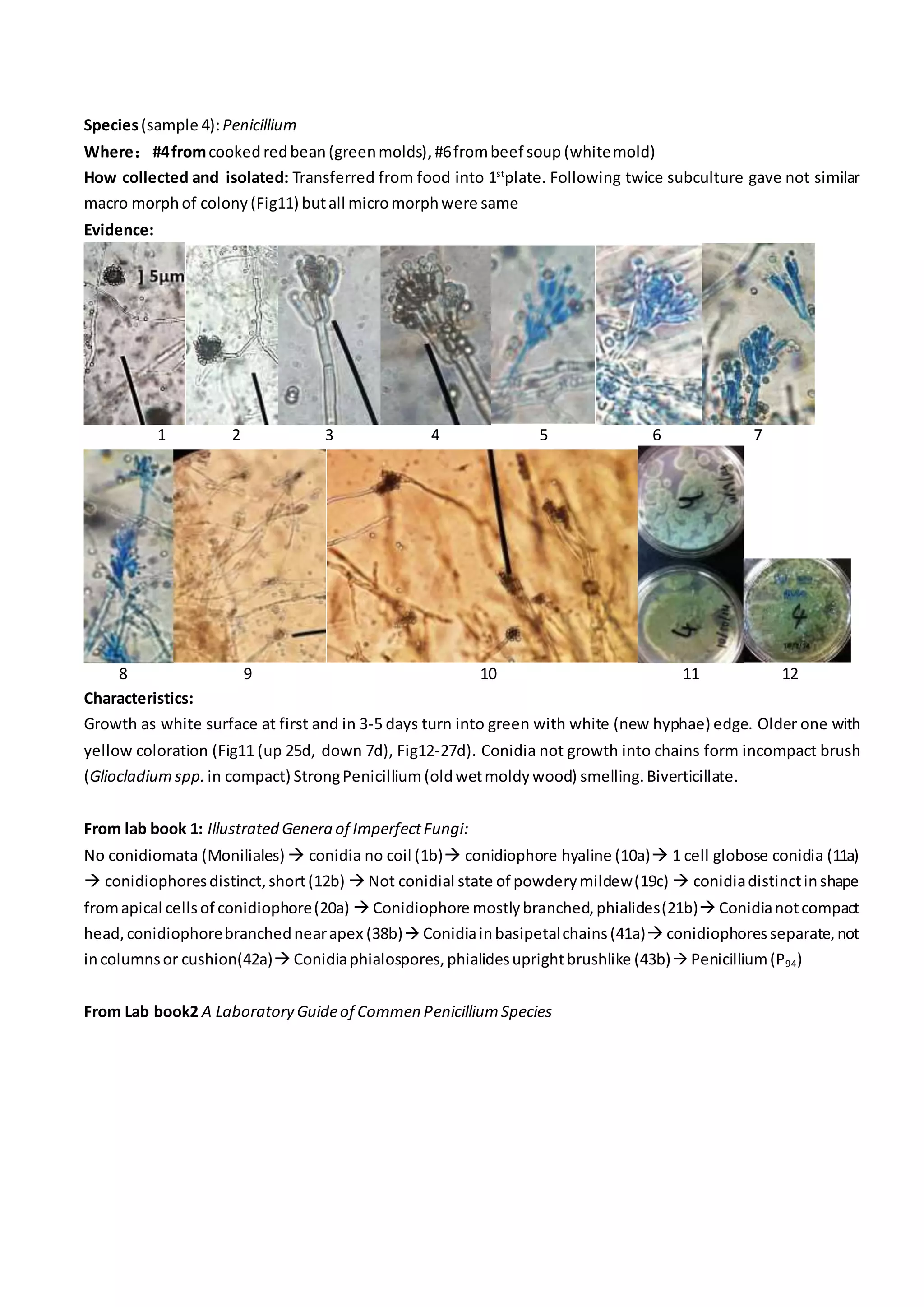 Fungi Ascomycota collection and identification | DOCX