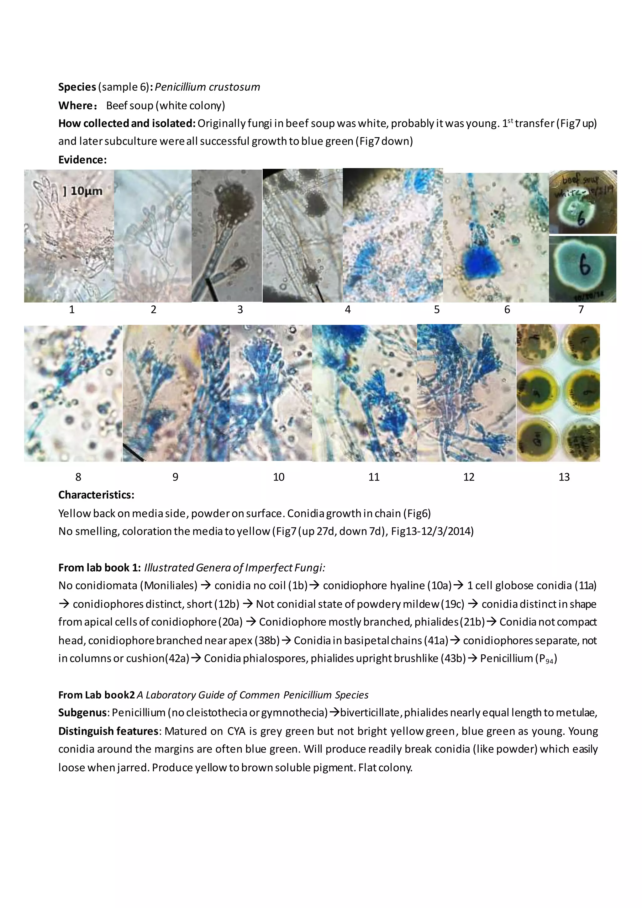 Fungi Ascomycota collection and identification | DOCX