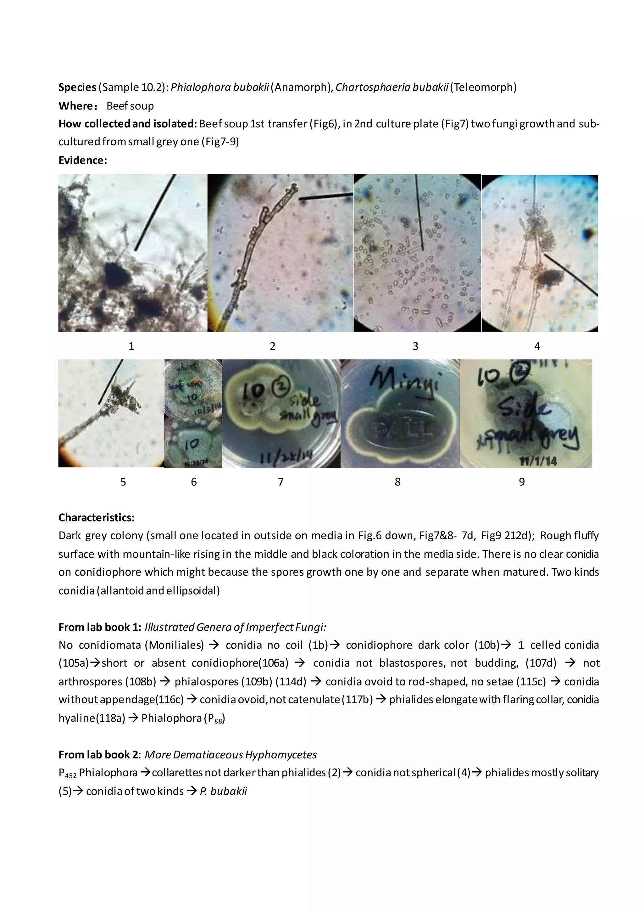 Fungi Ascomycota collection and identification | DOCX