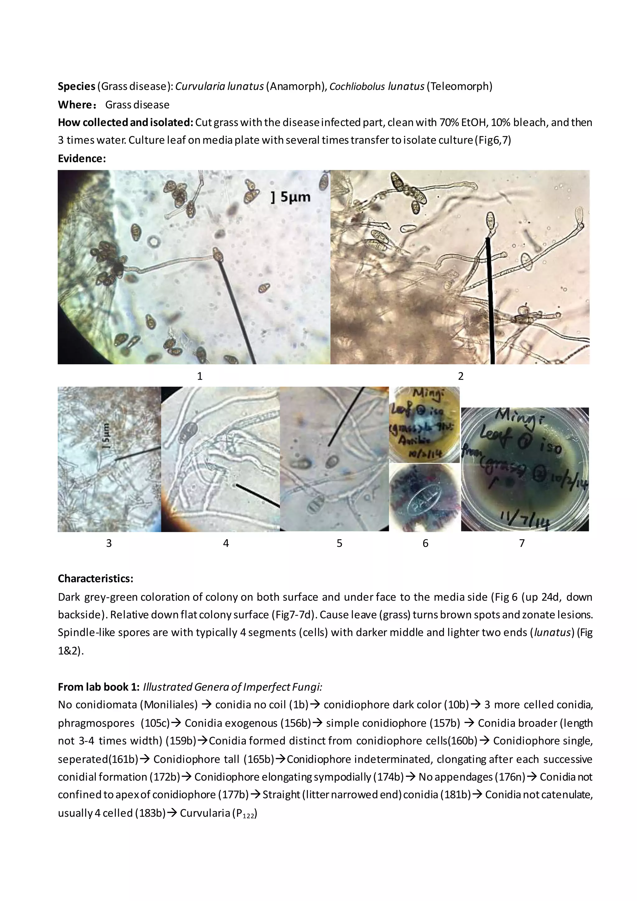 Fungi Ascomycota collection and identification | DOCX