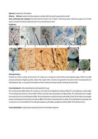 Fungi Ascomycota collection and identification | DOCX
