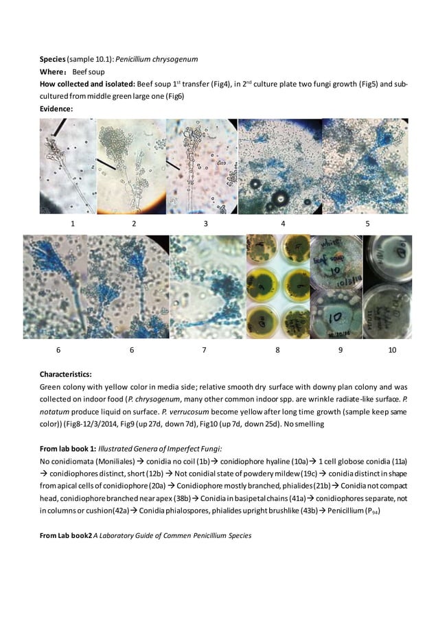 Fungi Ascomycota collection and identification | DOCX | Gardening ...