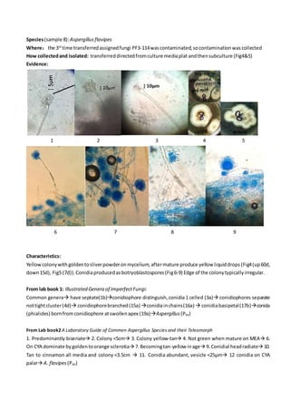 Fungi Ascomycota collection and identification | DOCX