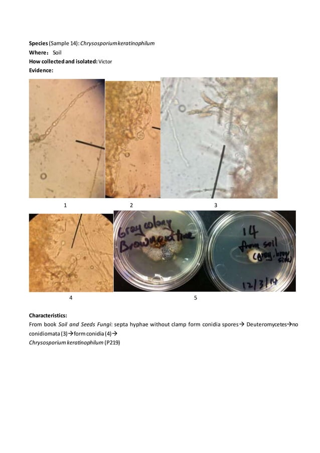 Fungi Ascomycota collection and identification | DOCX | Gardening ...