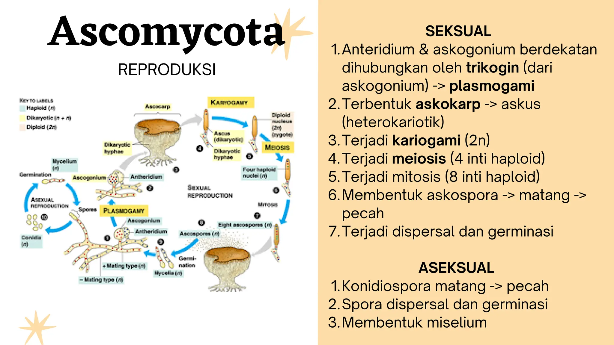 power point Fungi/ jamur (BIOLOGI kelas X) | PDF