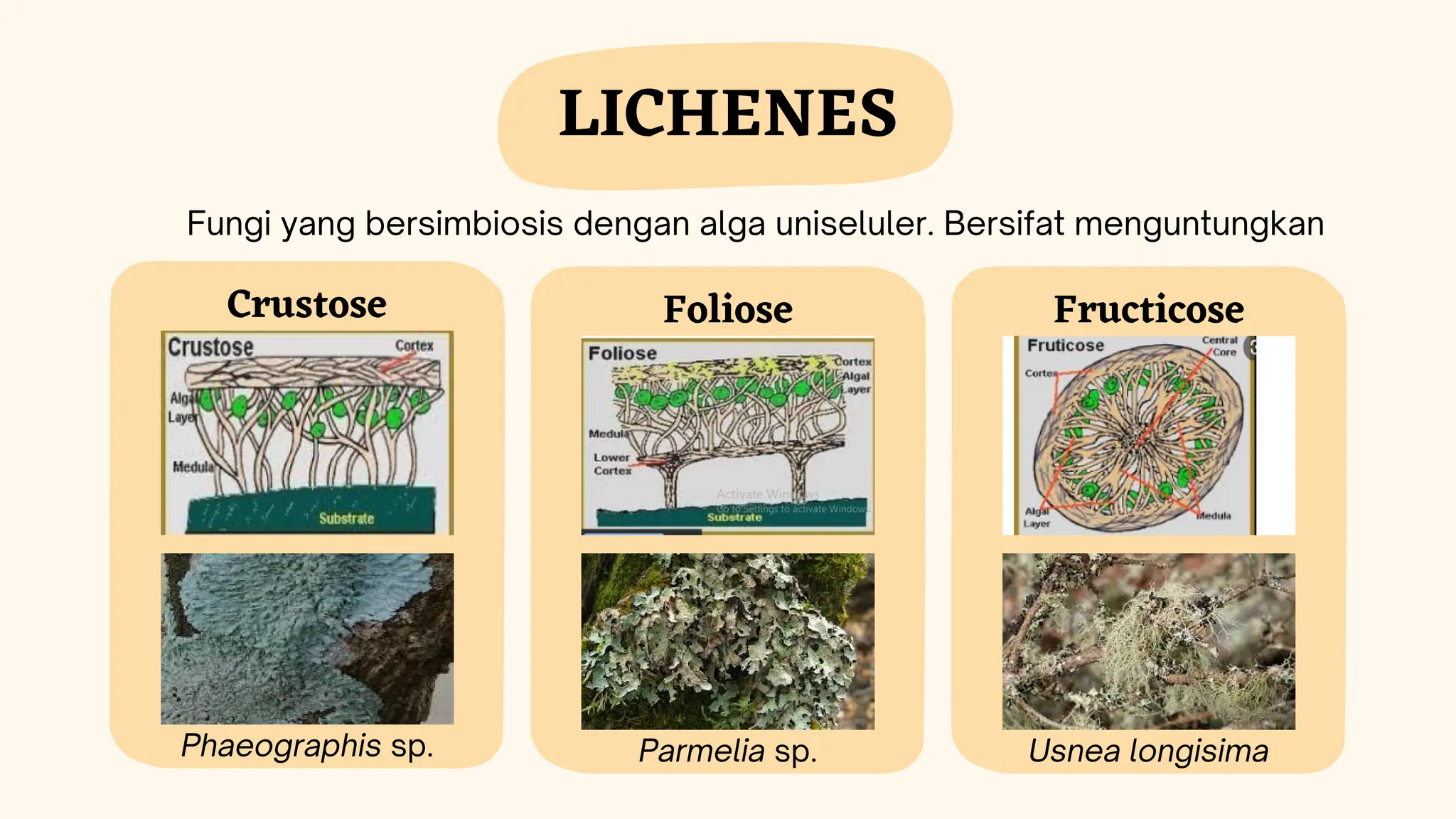 power point Fungi/ jamur (BIOLOGI kelas X) | PDF