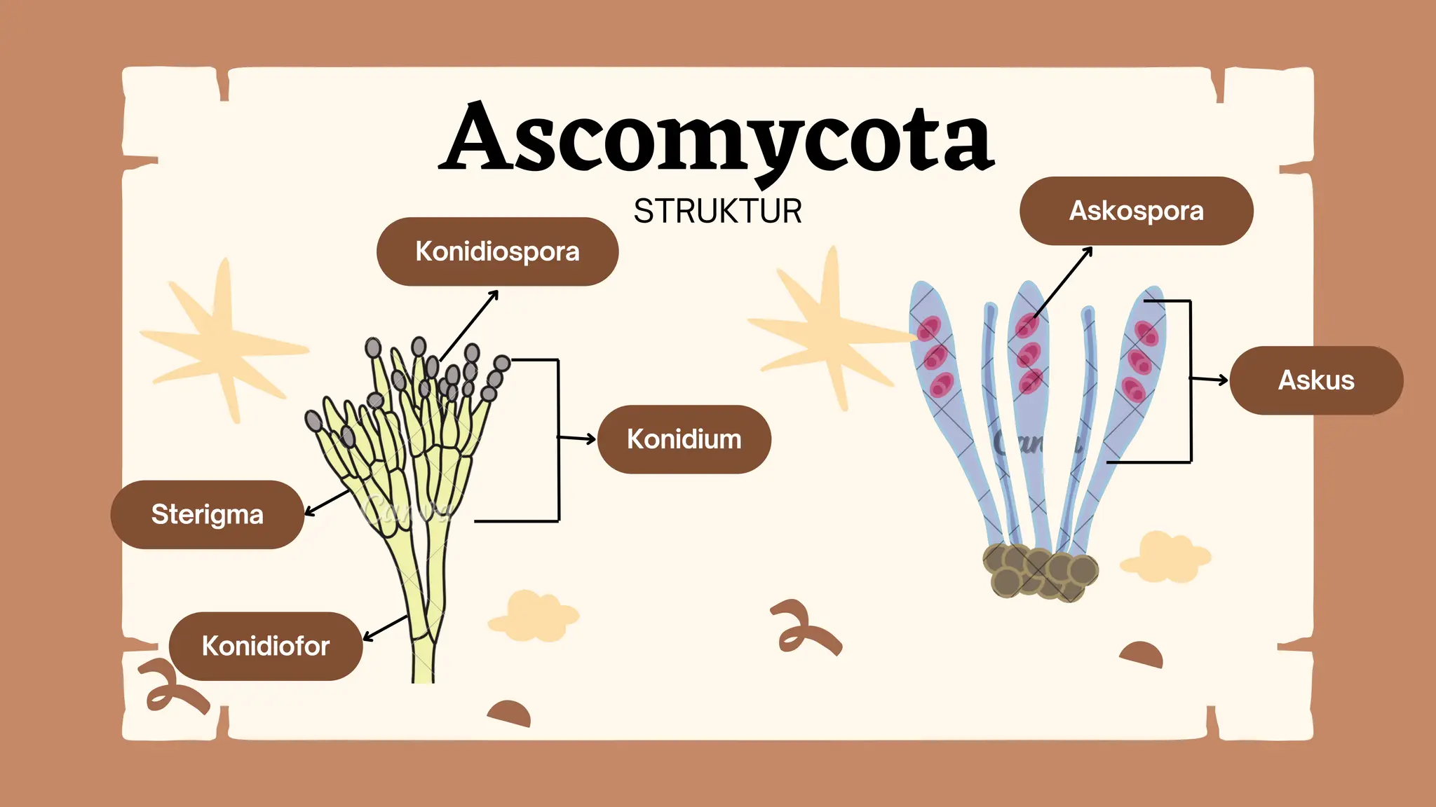 power point Fungi/ jamur (BIOLOGI kelas X) | PDF