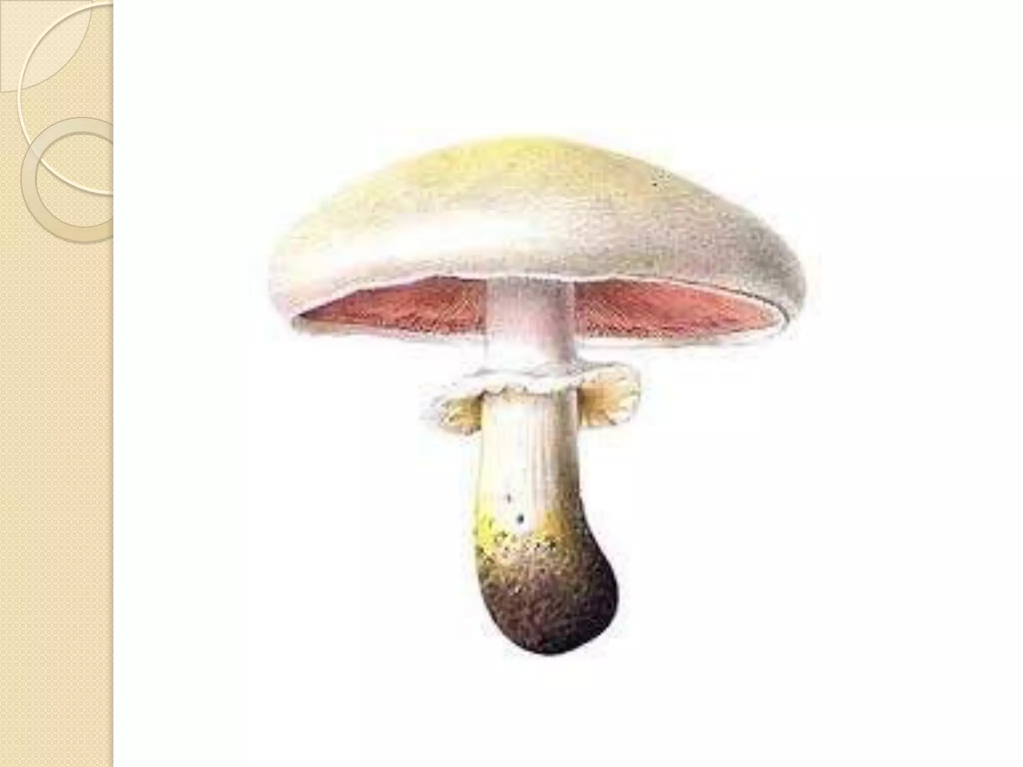 Fungi – body structure and life cycle | PPTX