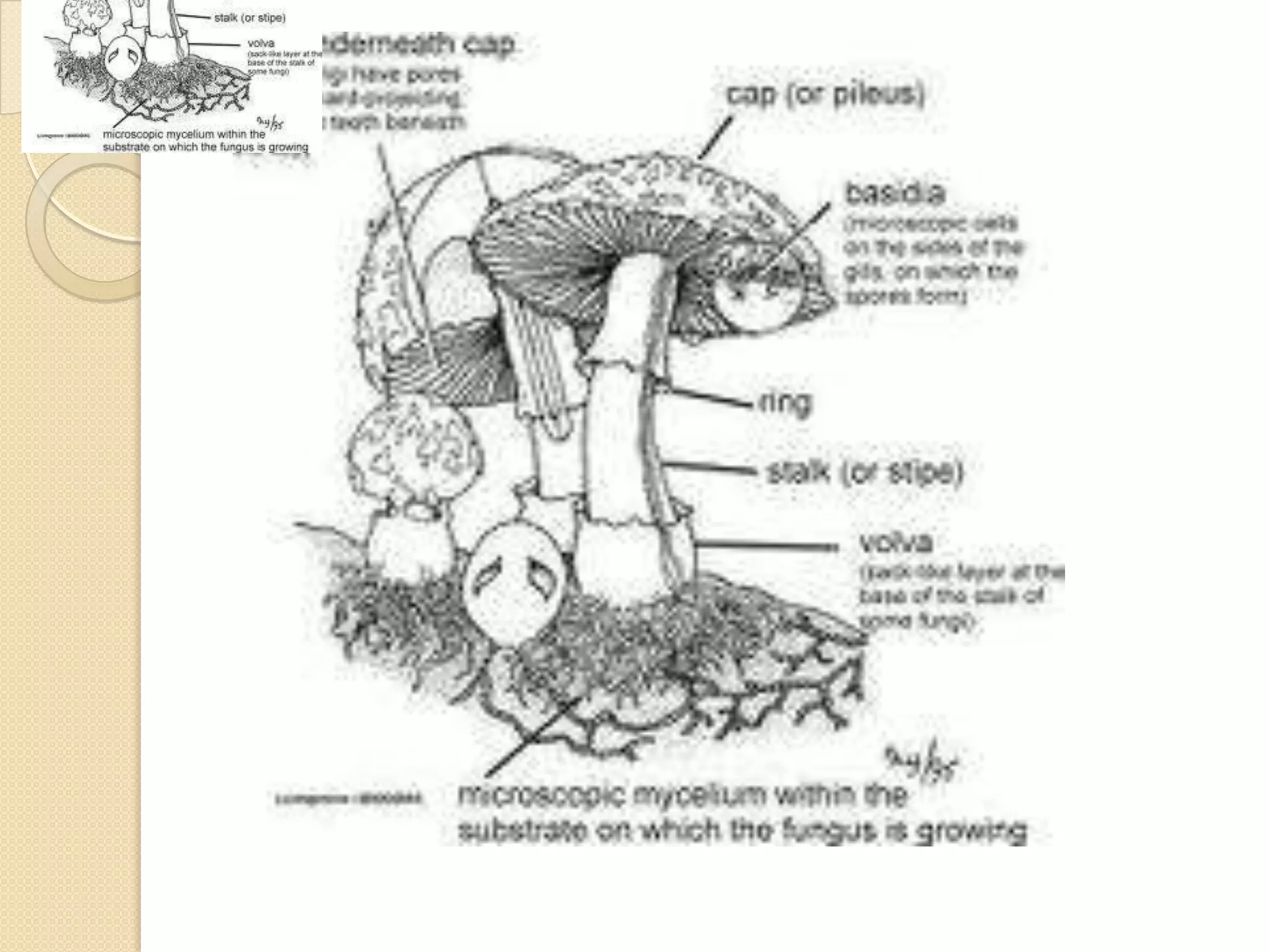 Fungi – body structure and life cycle | PPTX