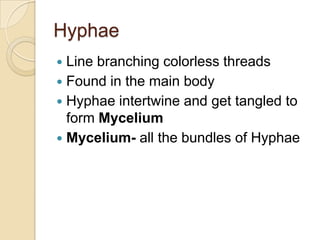 Fungi – body structure and life cycle | PPT