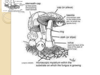 Fungi – body structure and life cycle | PPTX