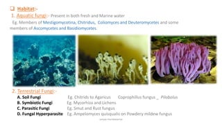 Fungi botany | PDF