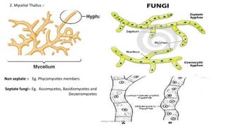 Fungi botany | PDF