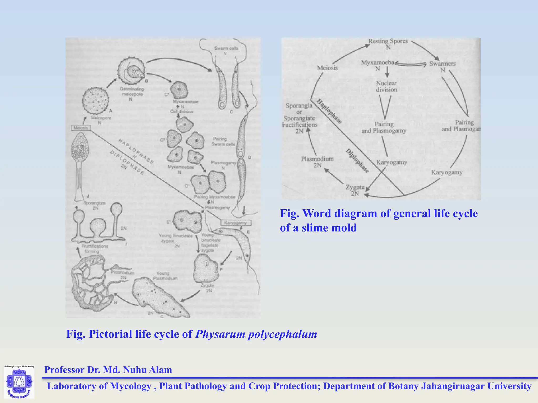 Fungi Chap-1-Slime Mold all about it.pptx
