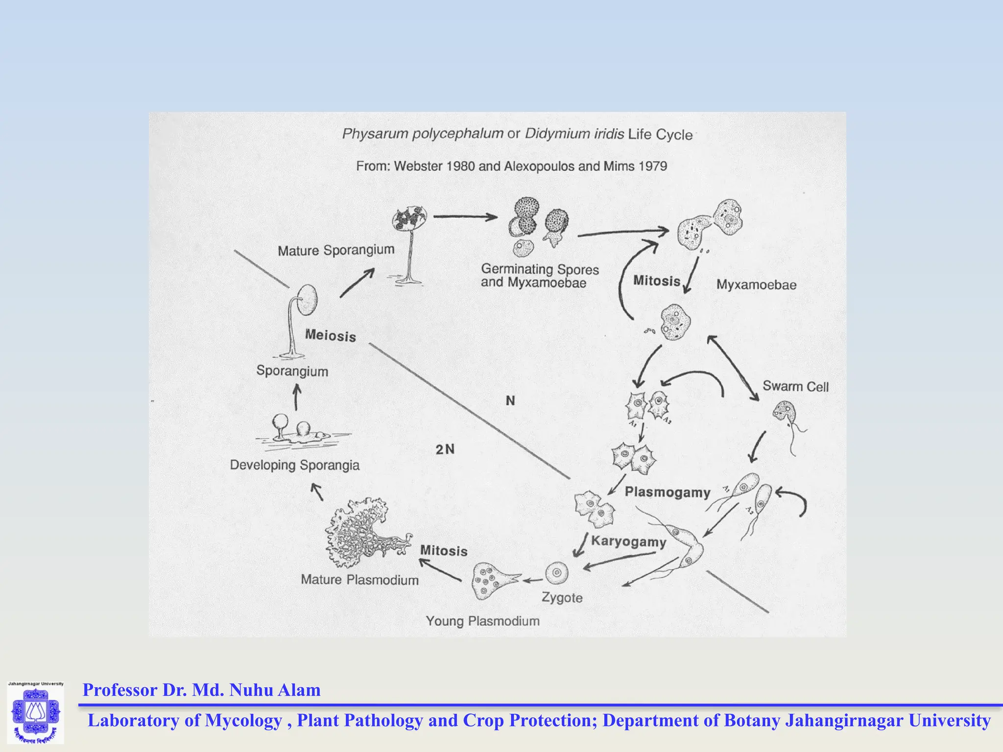 Fungi Chap-1-Slime Mold all about it.pptx