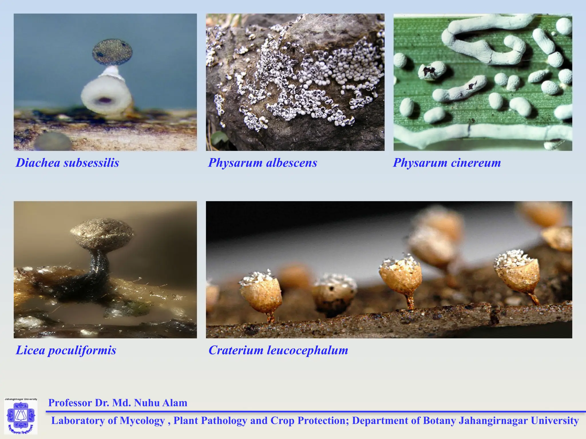 Fungi Chap-1-Slime Mold all about it.pptx