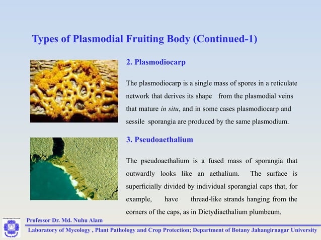 Fungi Chap-1-Slime Mold all about it.pptx