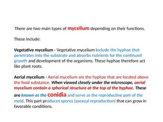 Fungi characteristic-1.pptx classification of fungi | PPTX