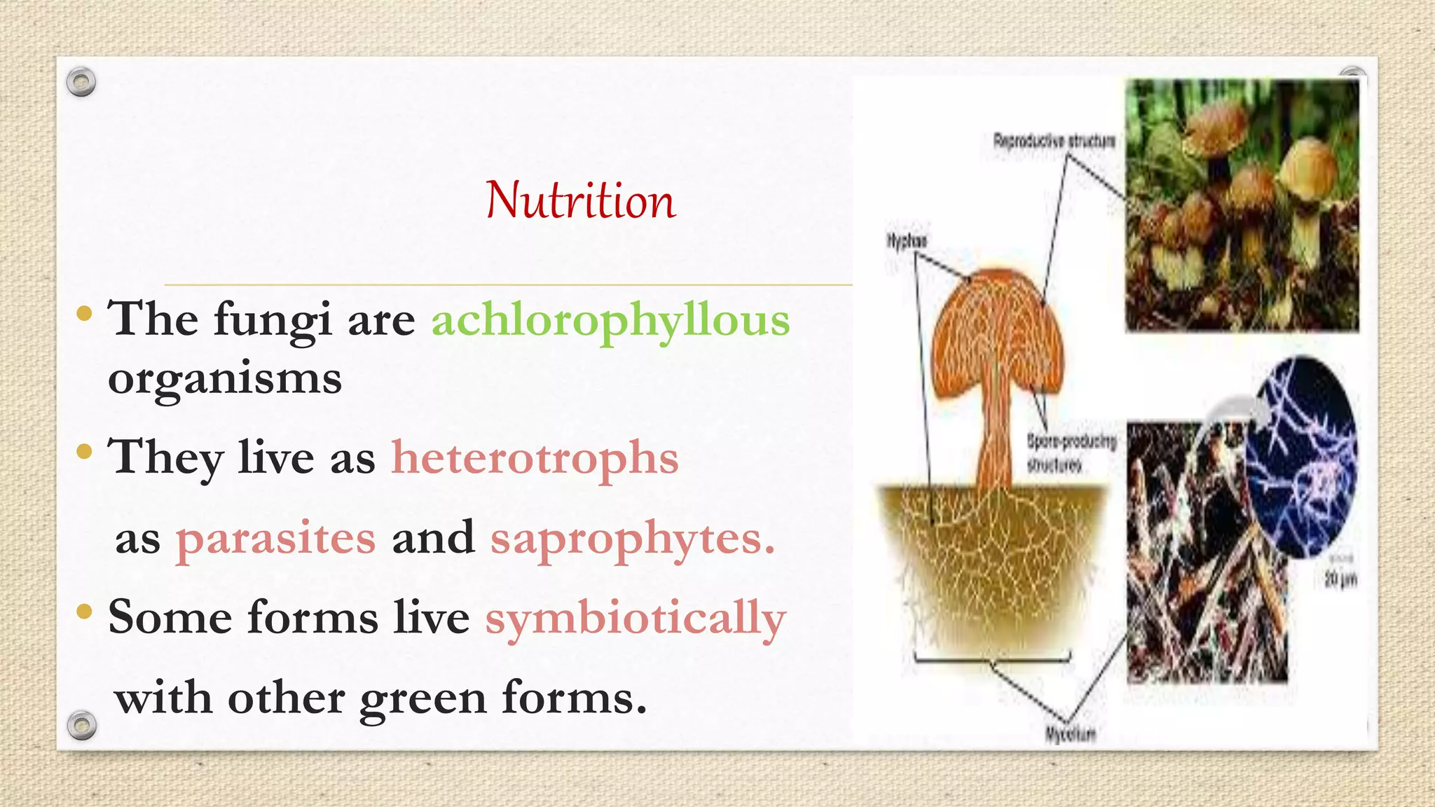 Fungi characteristic features | PPT