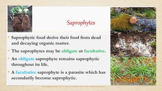 Fungi characteristic features | PPT