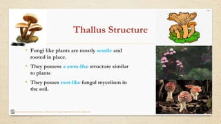 Fungi characteristic features | PPTX
