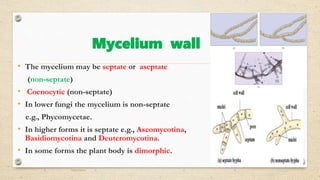 Fungi characteristic features | PPTX