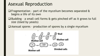 Fungi Class2.pptx | Free Download