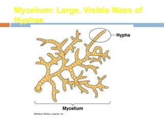 Hyphae Diagram