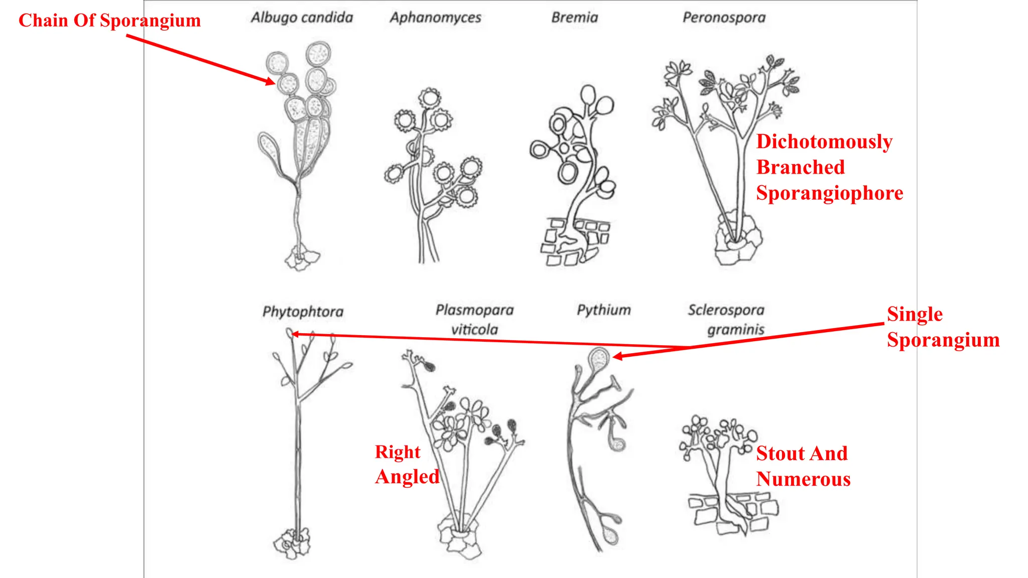 Fungi classification plant pathology.pptx