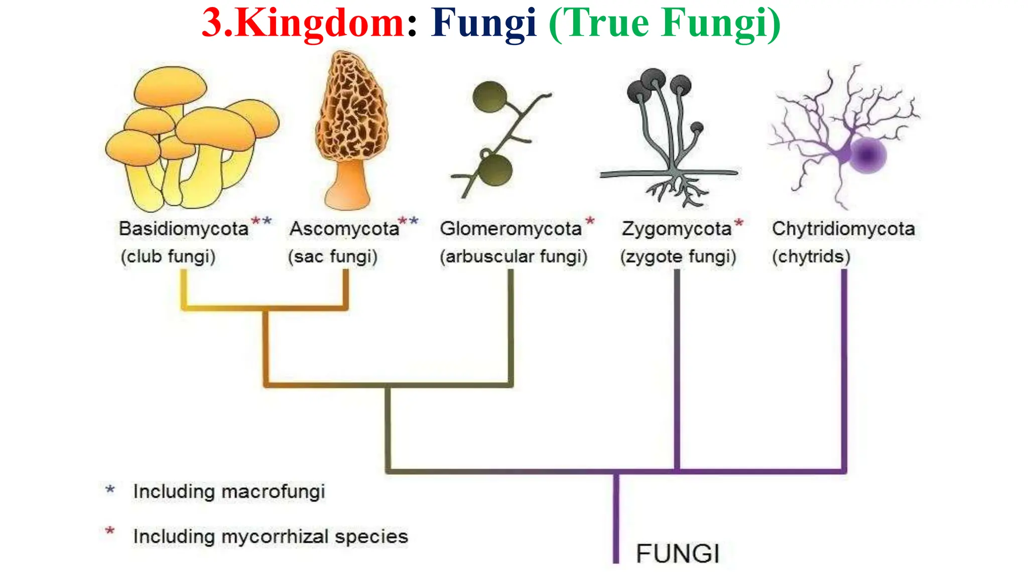 Fungi classification plant pathology.pptx