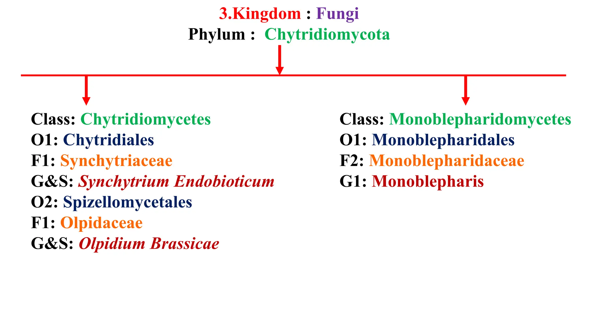 Fungi classification plant pathology.pptx