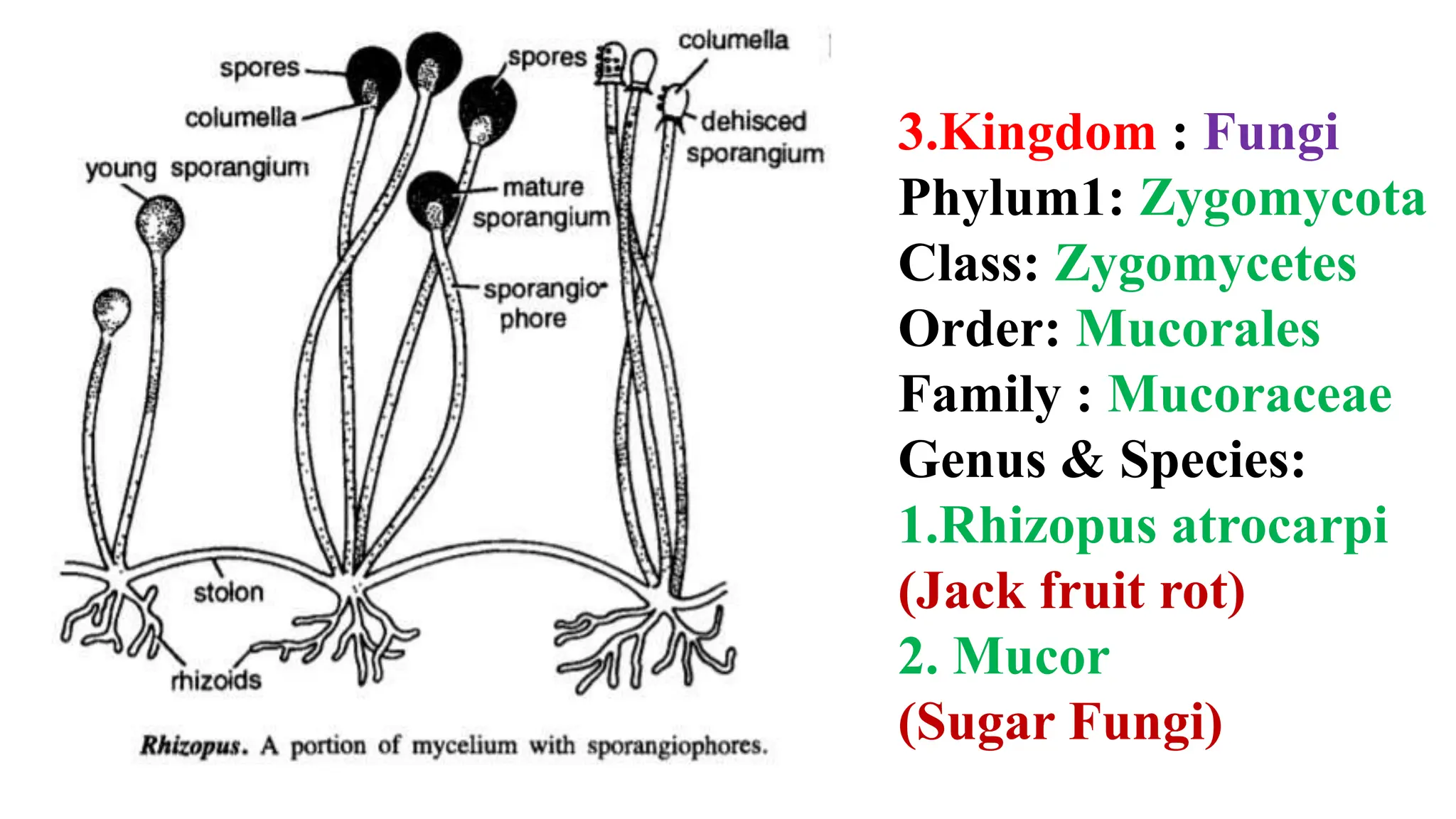 Fungi classification plant pathology.pptx