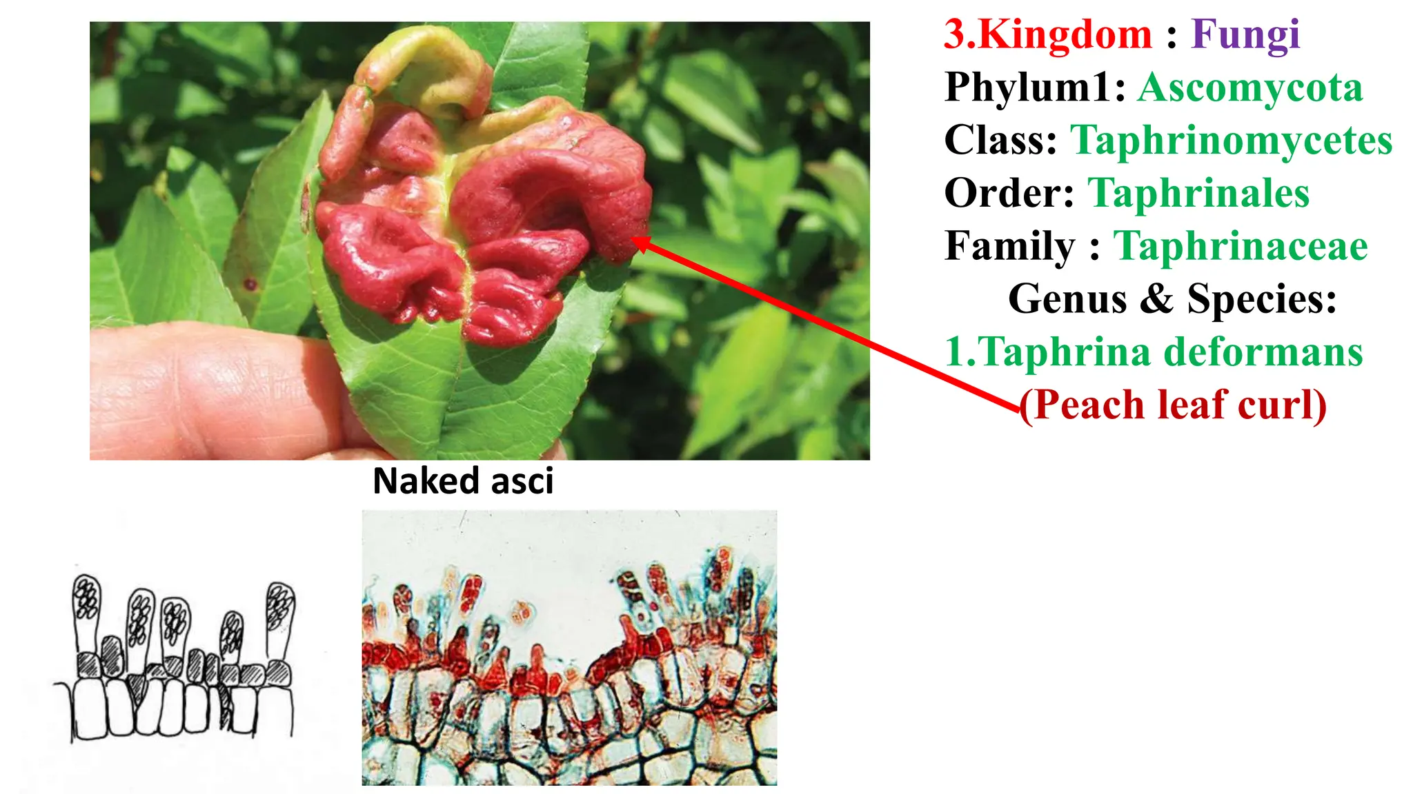Fungi classification plant pathology.pptx