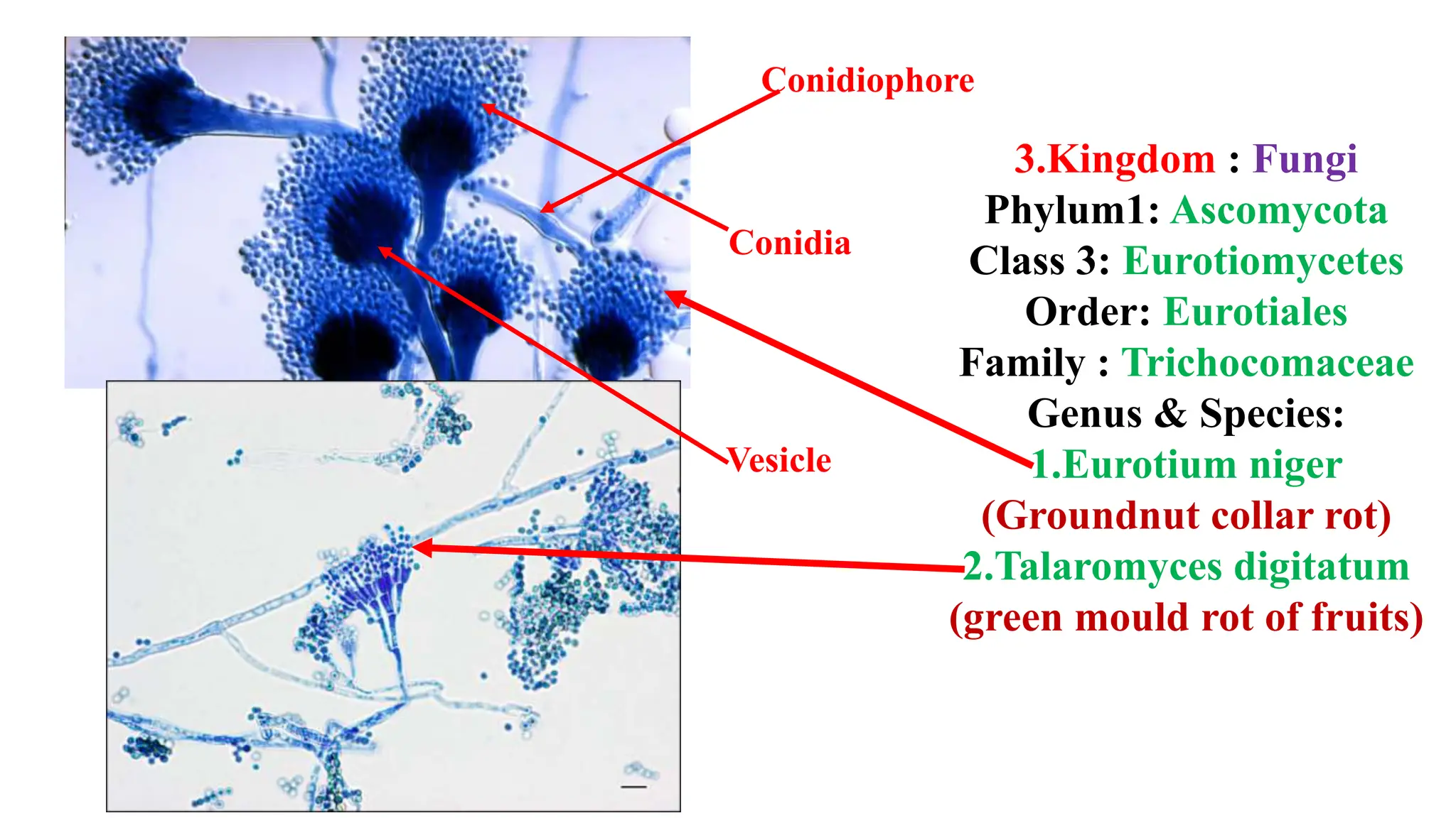 Fungi classification plant pathology.pptx