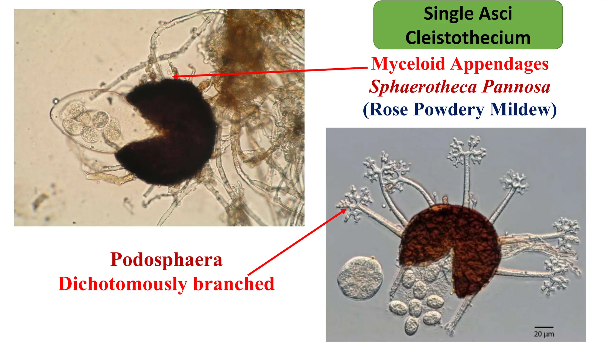 Fungi classification plant pathology.pptx