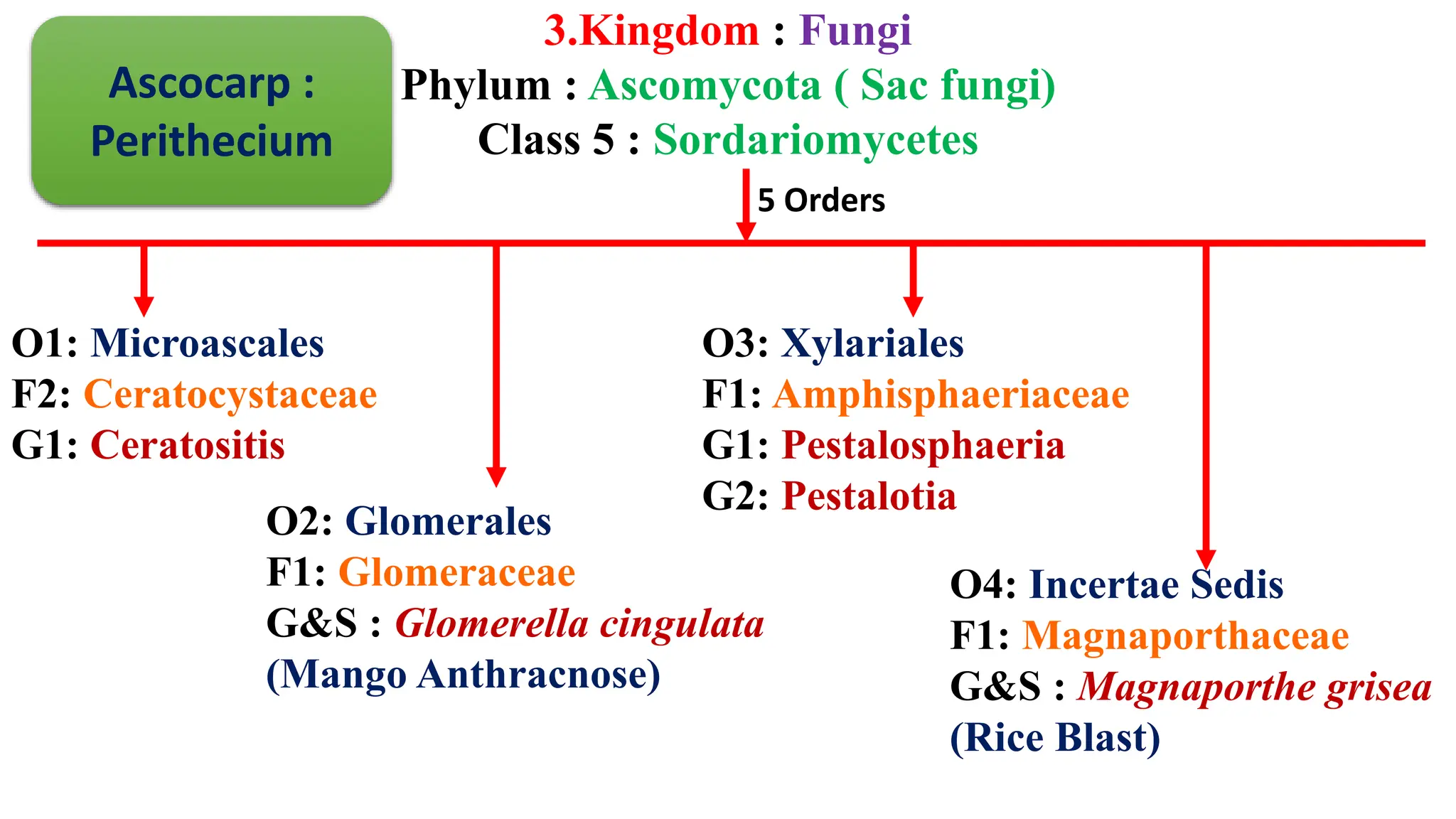 Fungi classification plant pathology.pptx