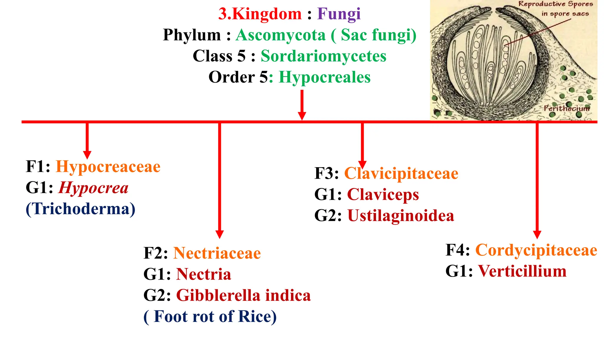 Fungi classification plant pathology.pptx