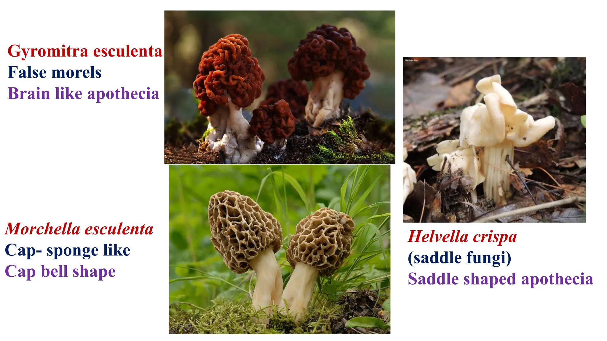 Fungi classification plant pathology.pptx