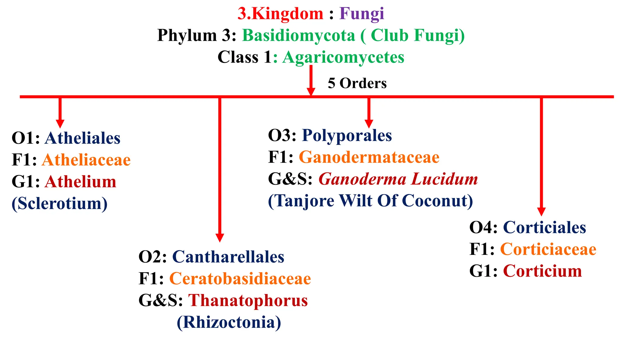 Fungi classification plant pathology.pptx