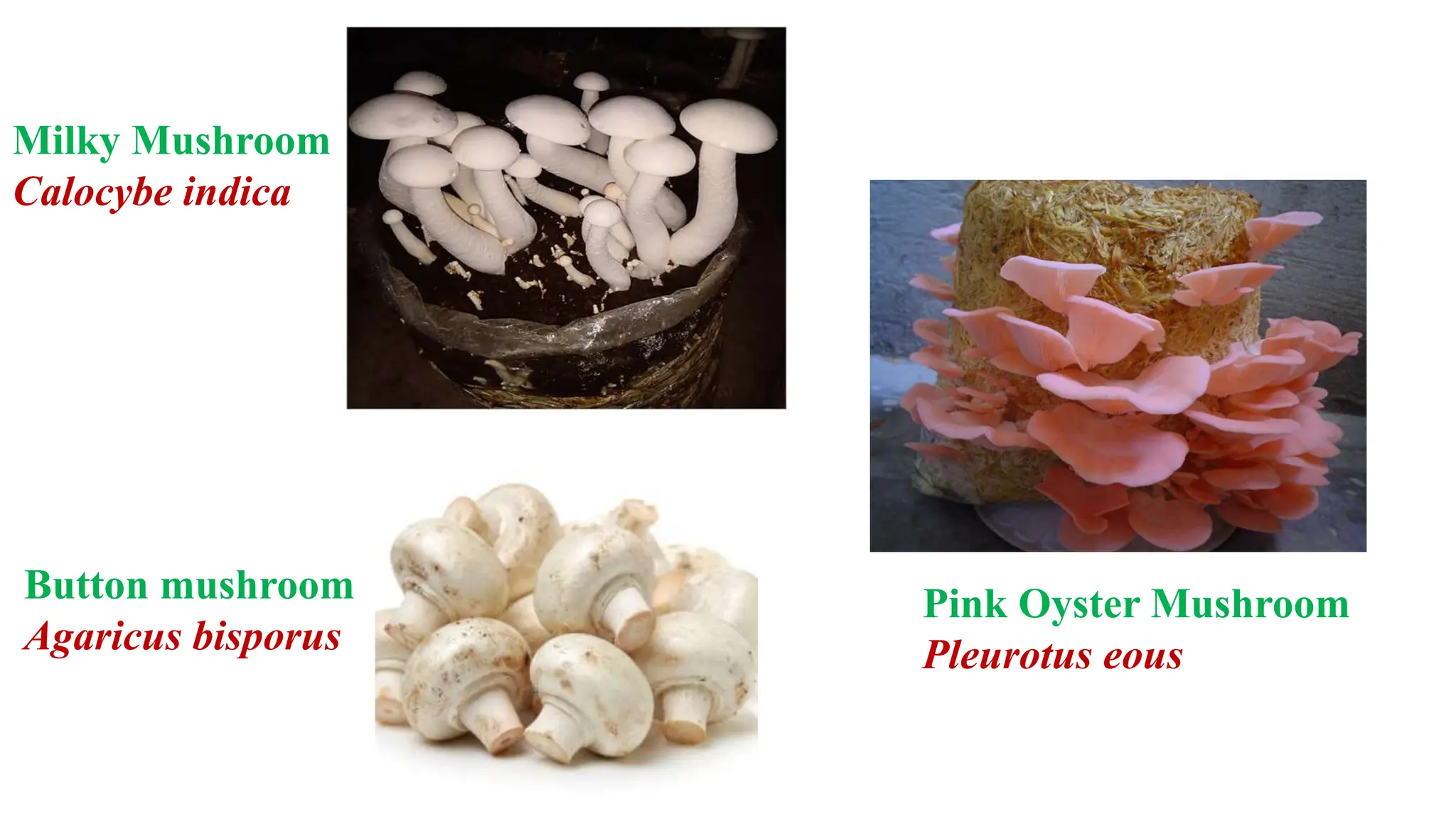 Fungi classification plant pathology.pptx