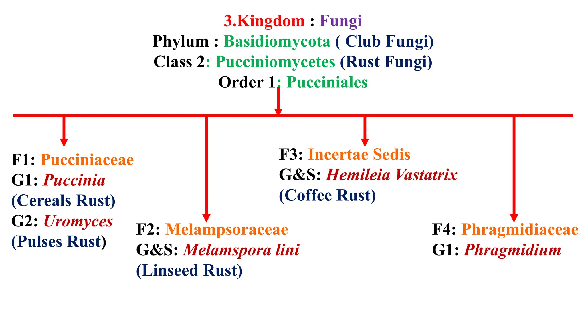 Fungi classification plant pathology.pptx