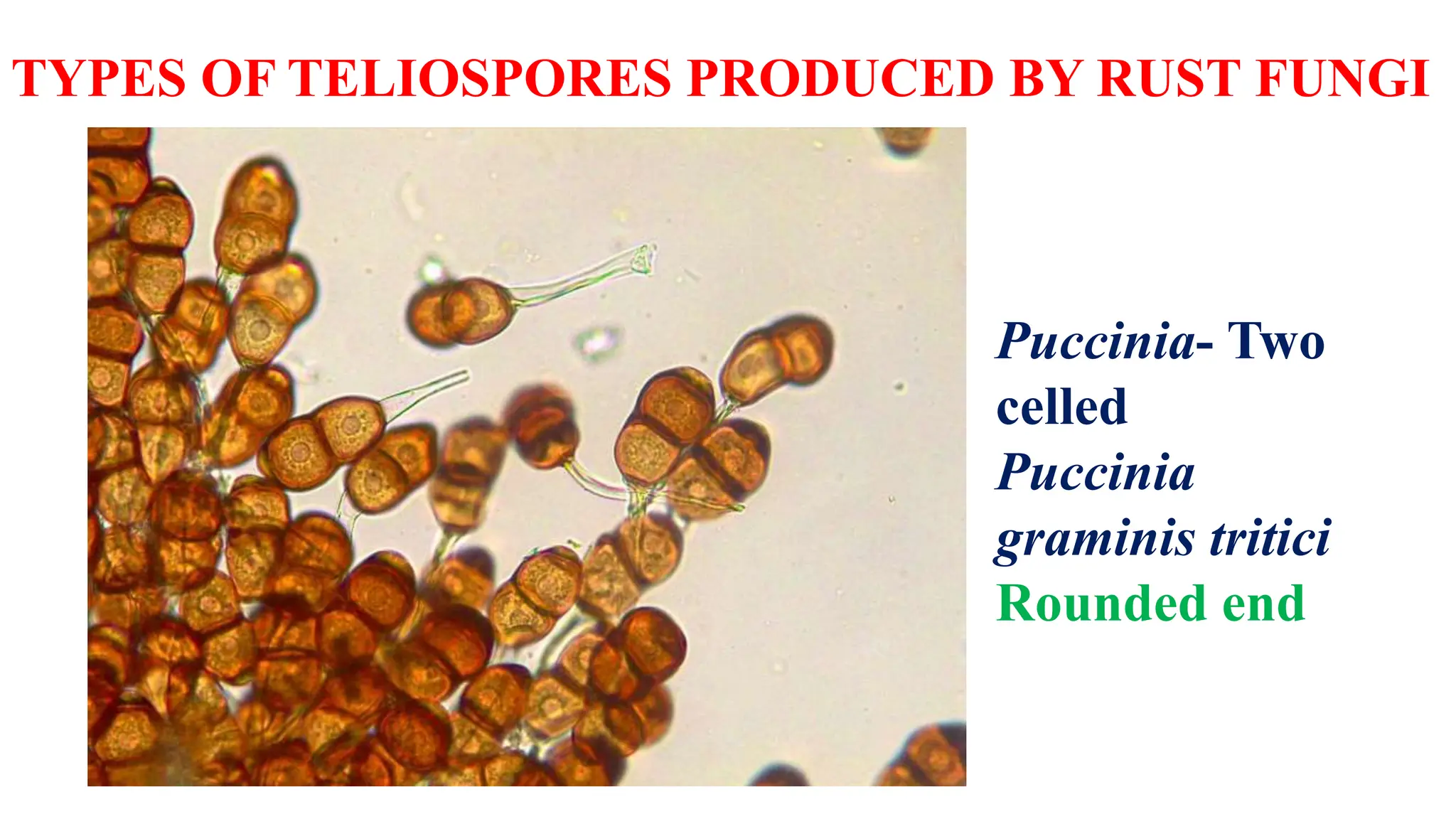 Fungi classification plant pathology.pptx