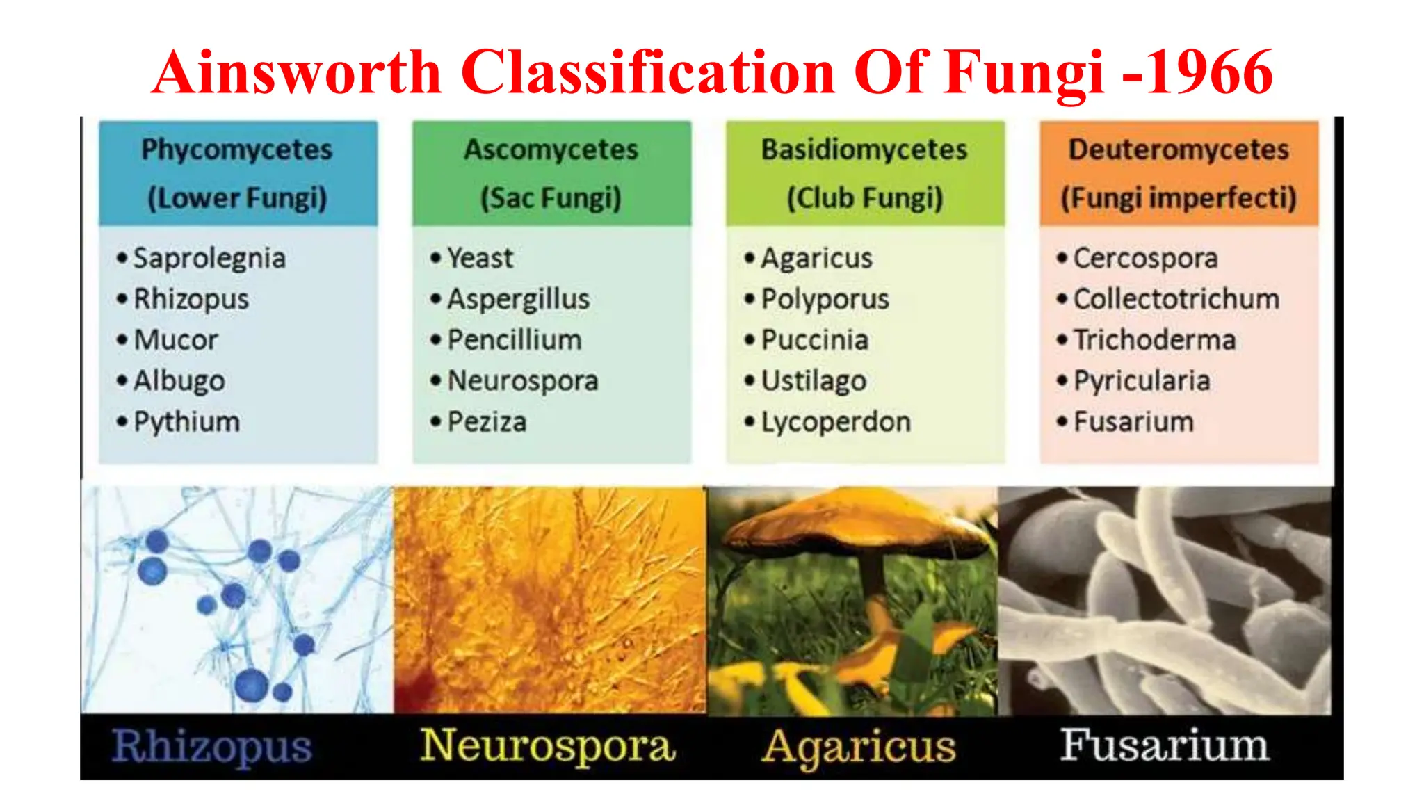 Fungi classification plant pathology.pptx