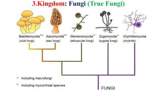 Fungi classification plant pathology.pptx