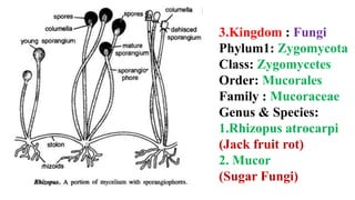 Fungi classification plant pathology.pptx