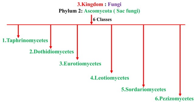 Fungi classification plant pathology.pptx