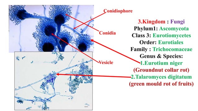 Fungi classification plant pathology.pptx