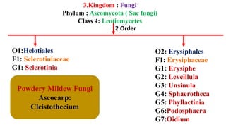 Fungi classification plant pathology.pptx