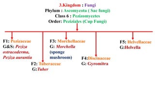 Fungi classification plant pathology.pptx