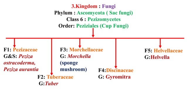 Fungi classification plant pathology.pptx
